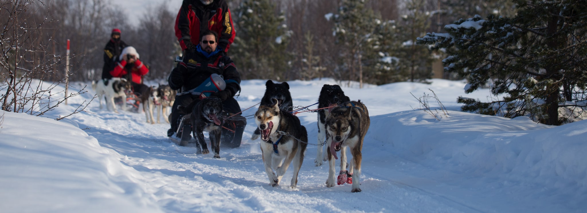 Alta Husky Adventure