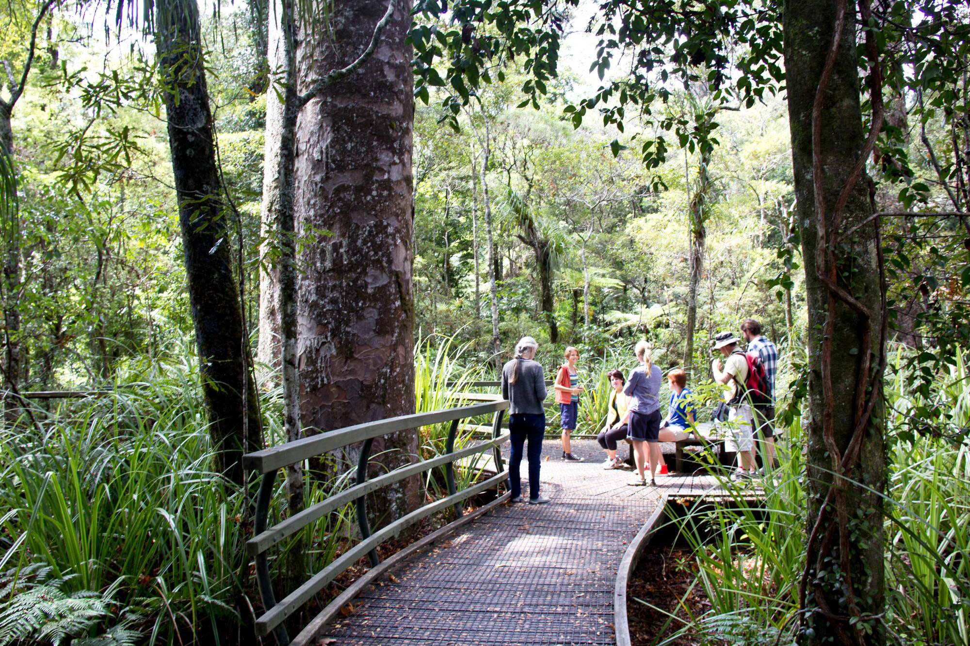 Puketi Forest Nature Walk