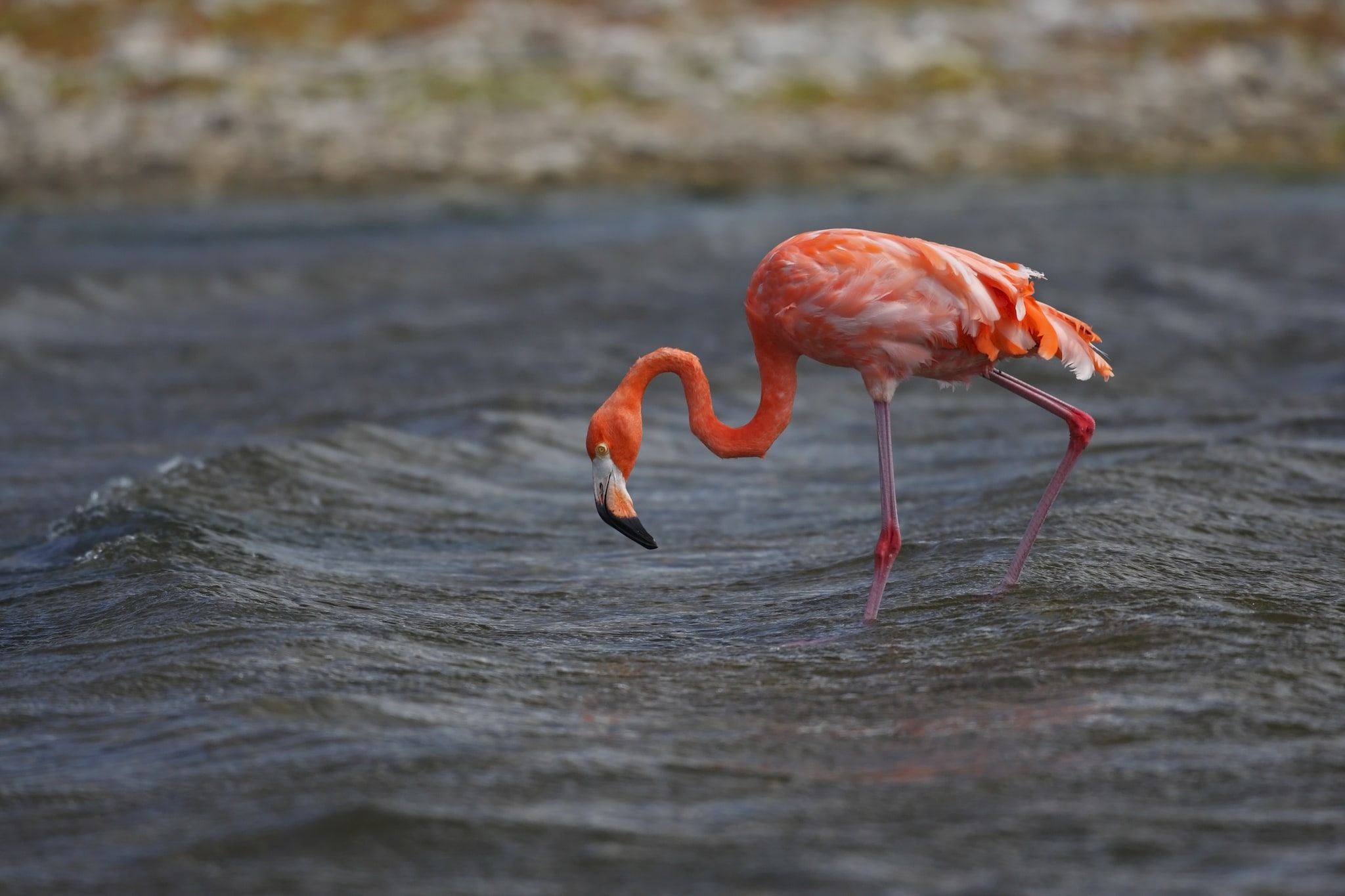 Flamingos and Salt Flats