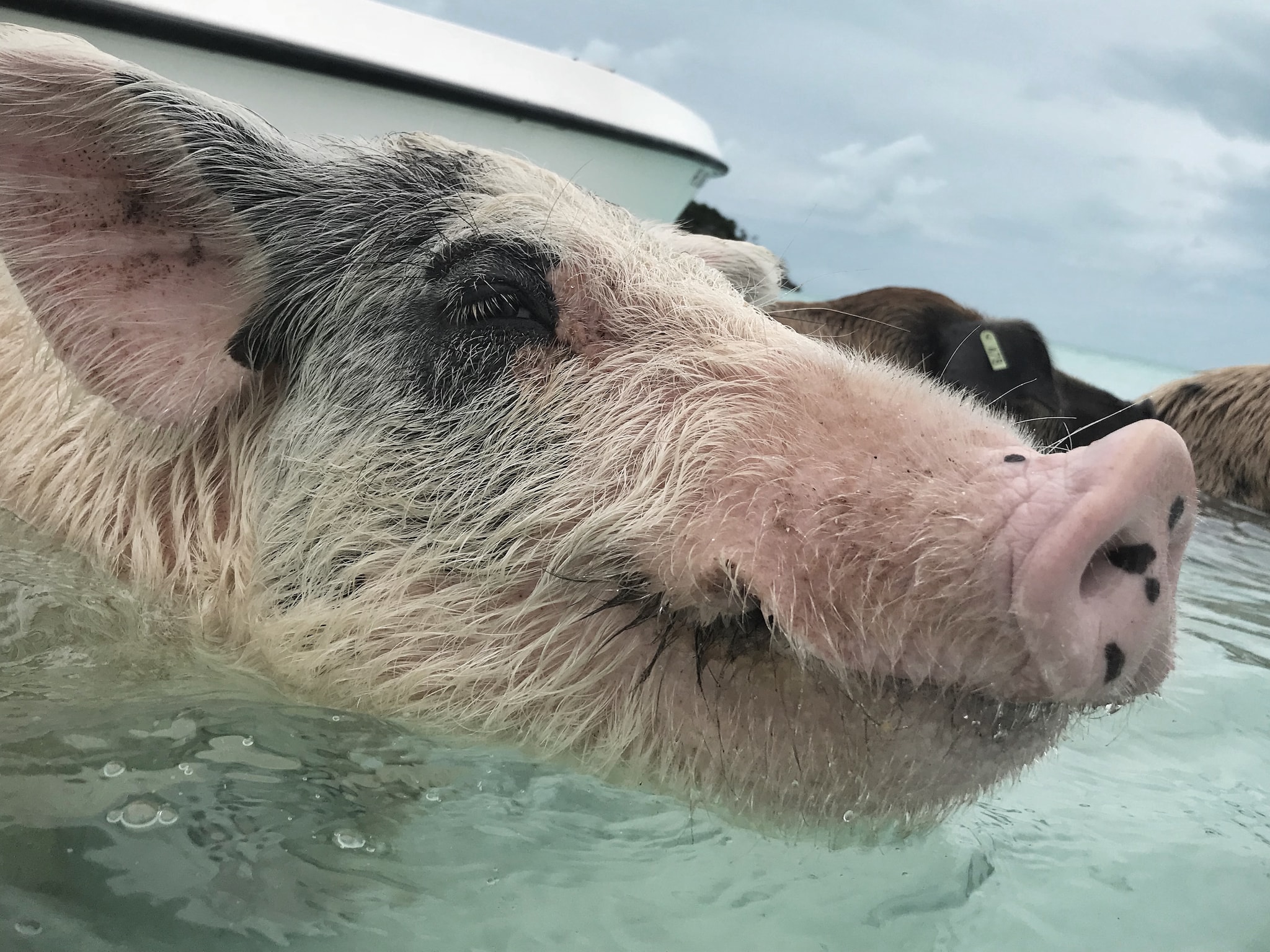 Swimming Pigs & Crystal Beach