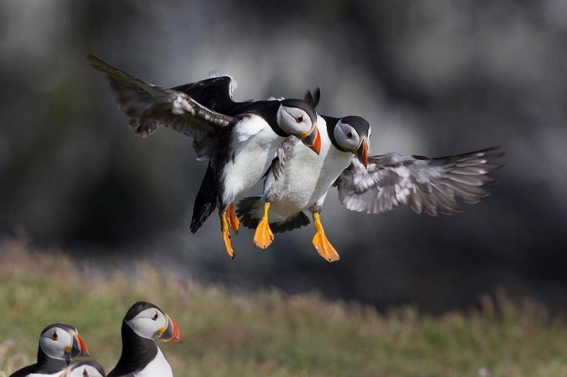 Puffin Sea Safari