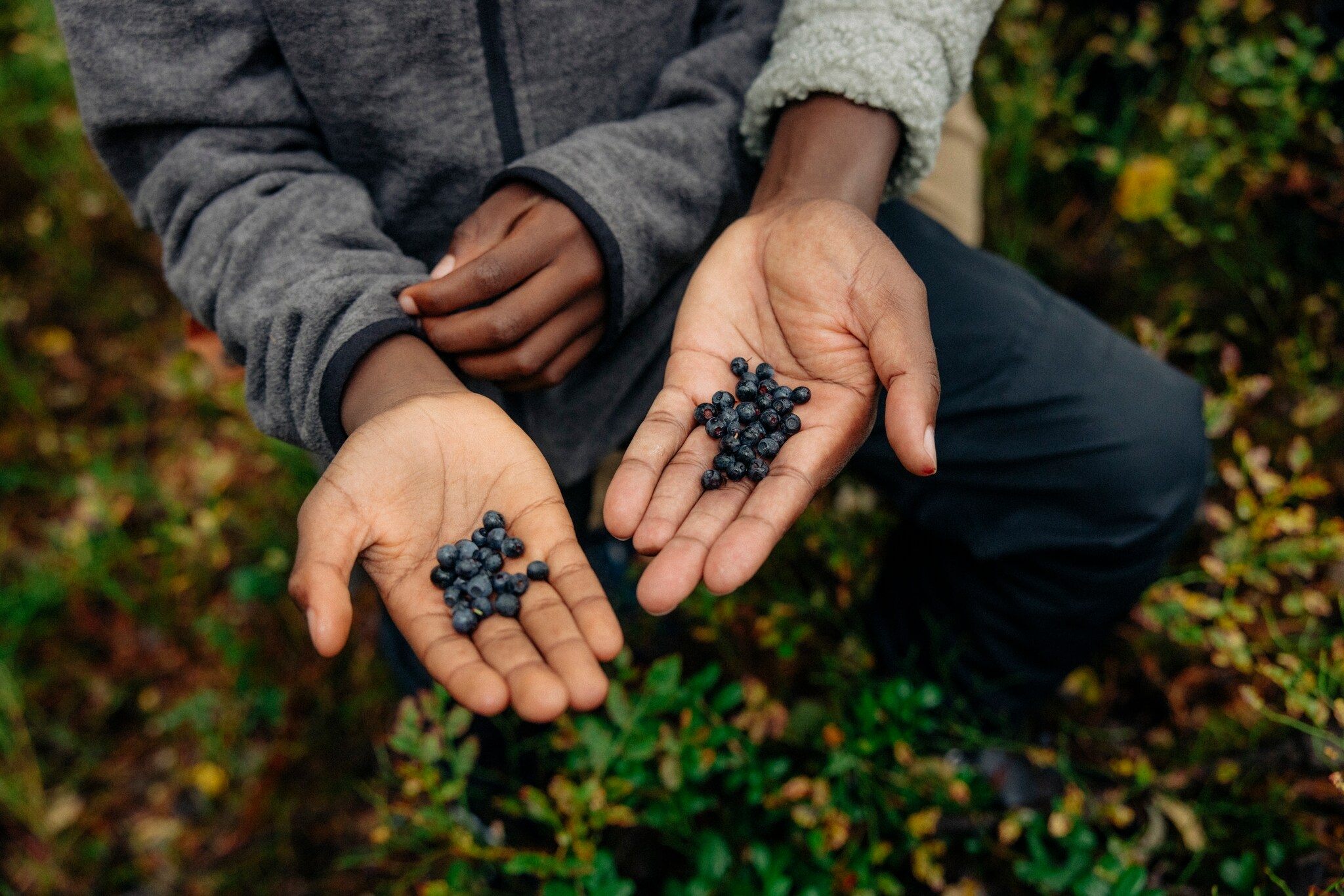Foraging in a Finnish Forest