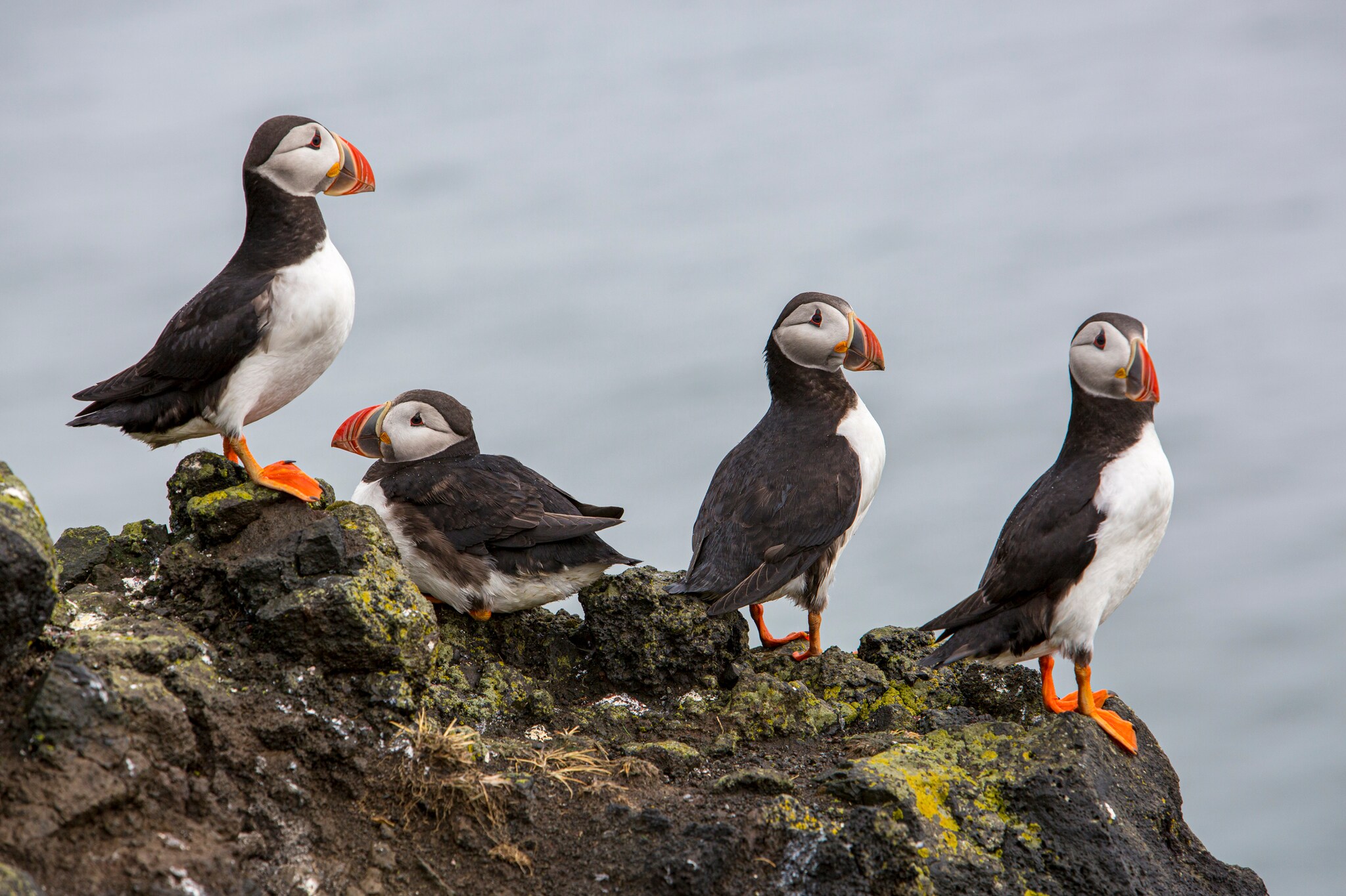 Bird Watching Sea Safari