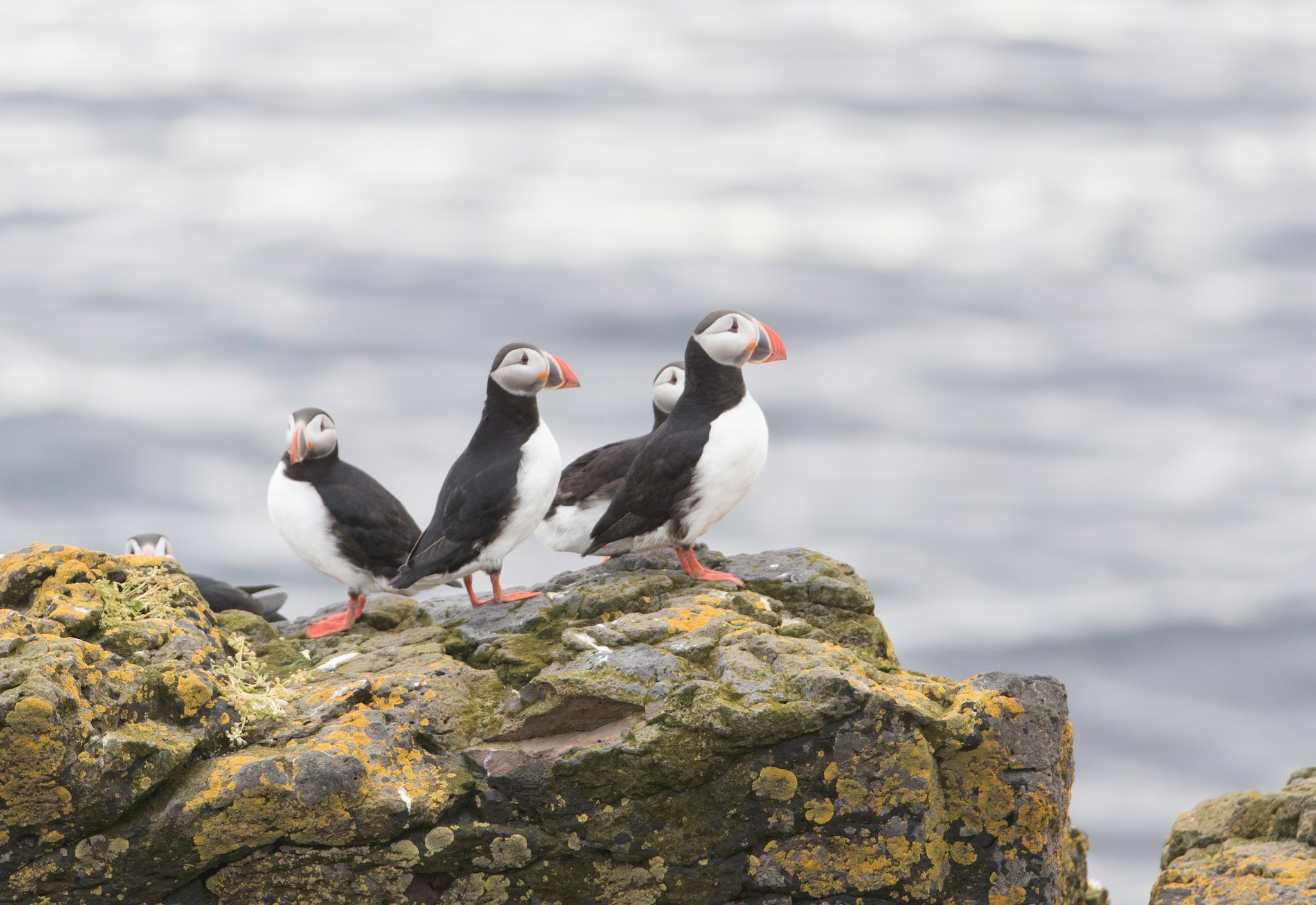 Puffin Watching