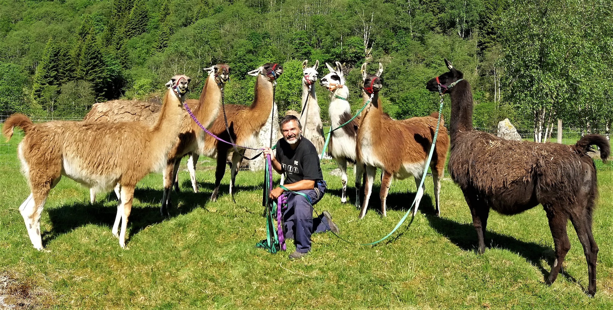 Walking with Llamas in Skjolden
