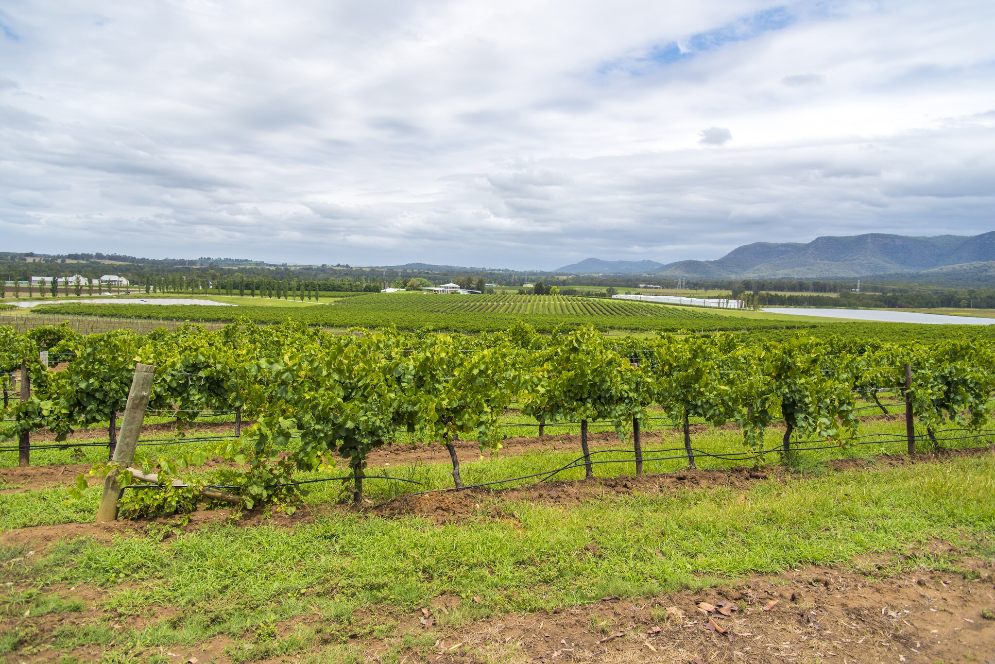 Hunter Valley, Wine Tasting and Lunch