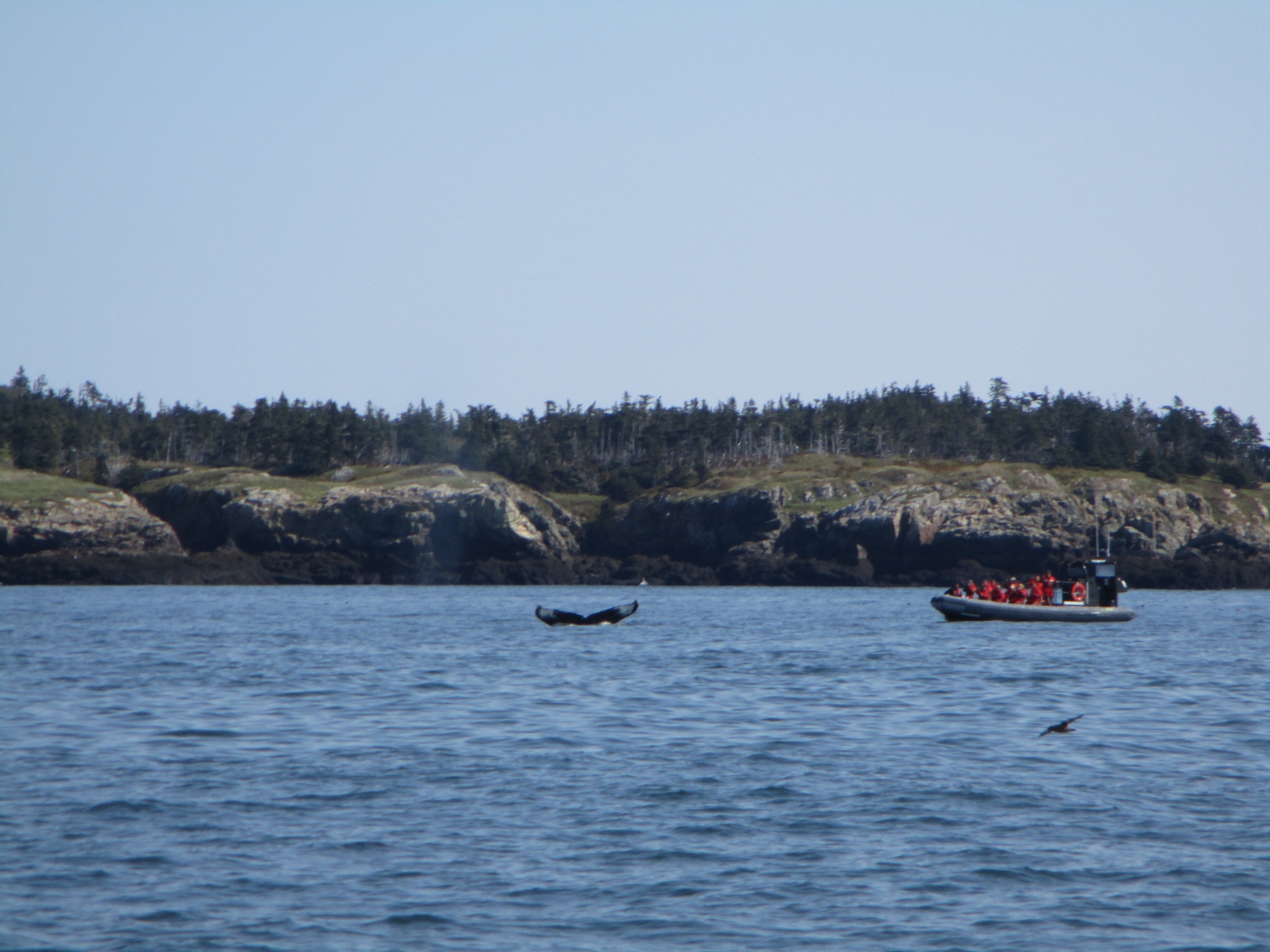 Whale and Wildlife RIB Adventure